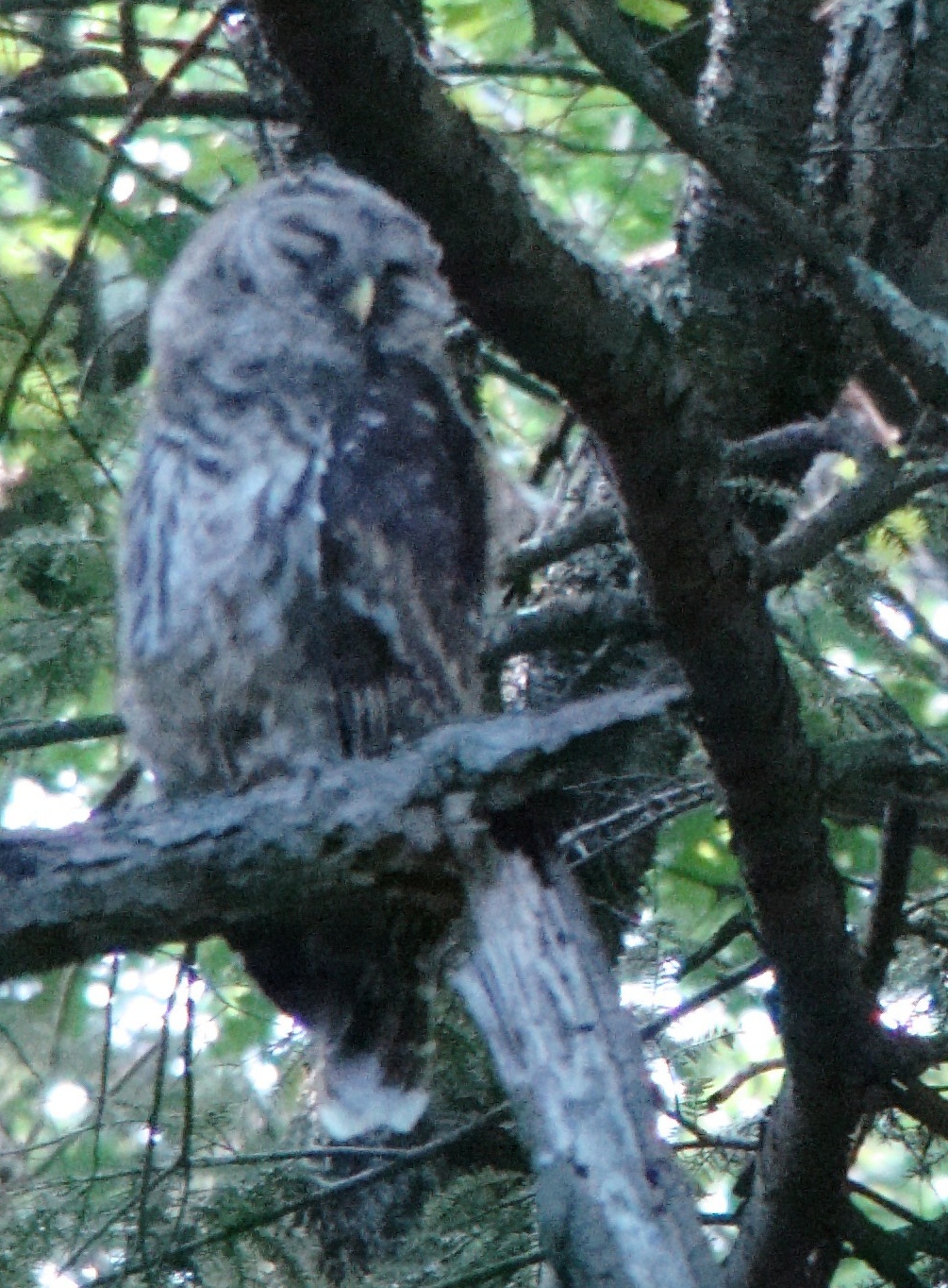 WAKING PLANET: Owl Snoozing- Laying Down to Sleep!