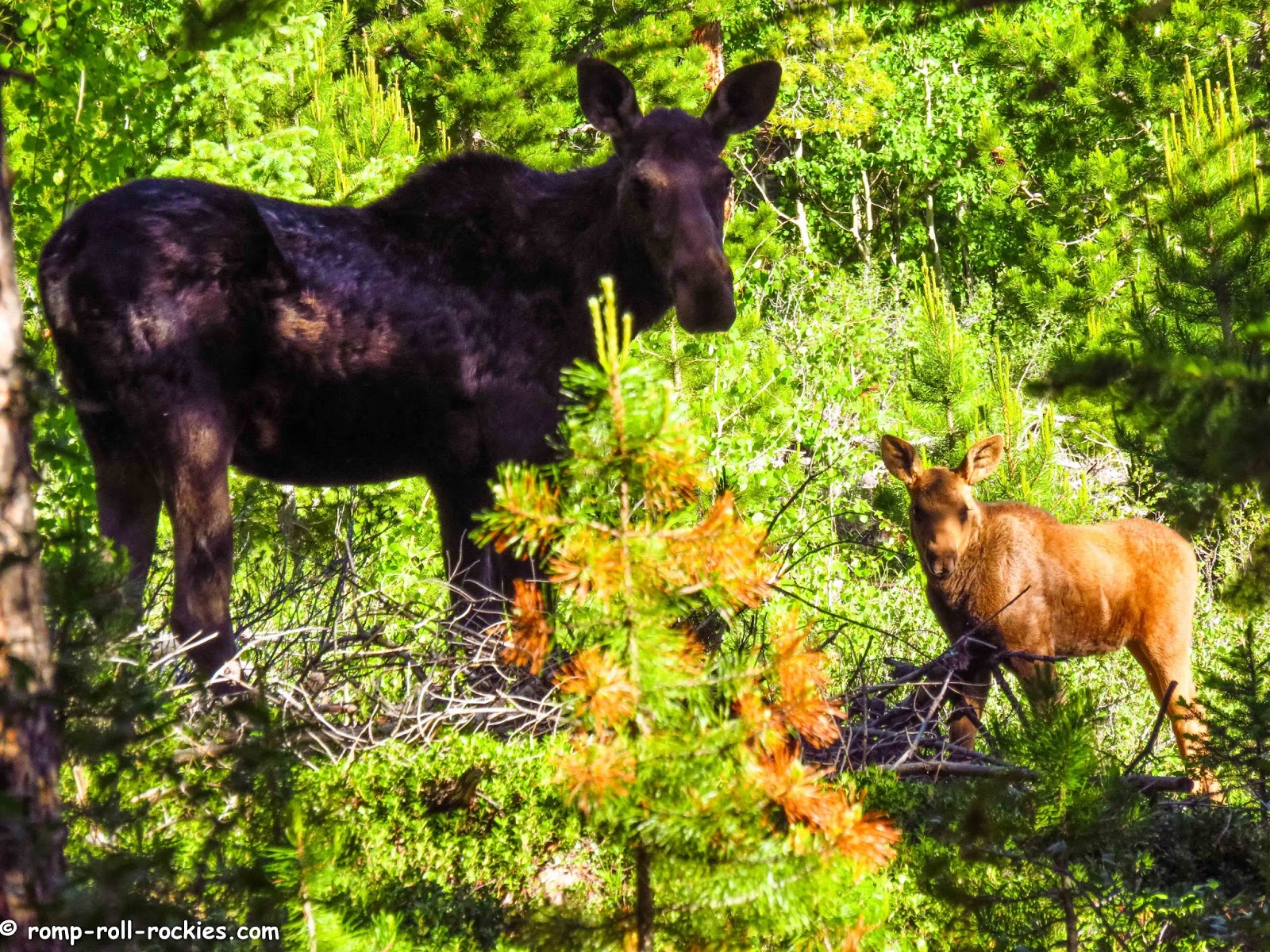 Romping and Rolling in the Rockies: A Hard-Charging Moose