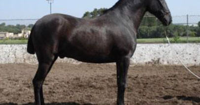 Jaca ~ Caballos del Sur, Tienda Ecuestre