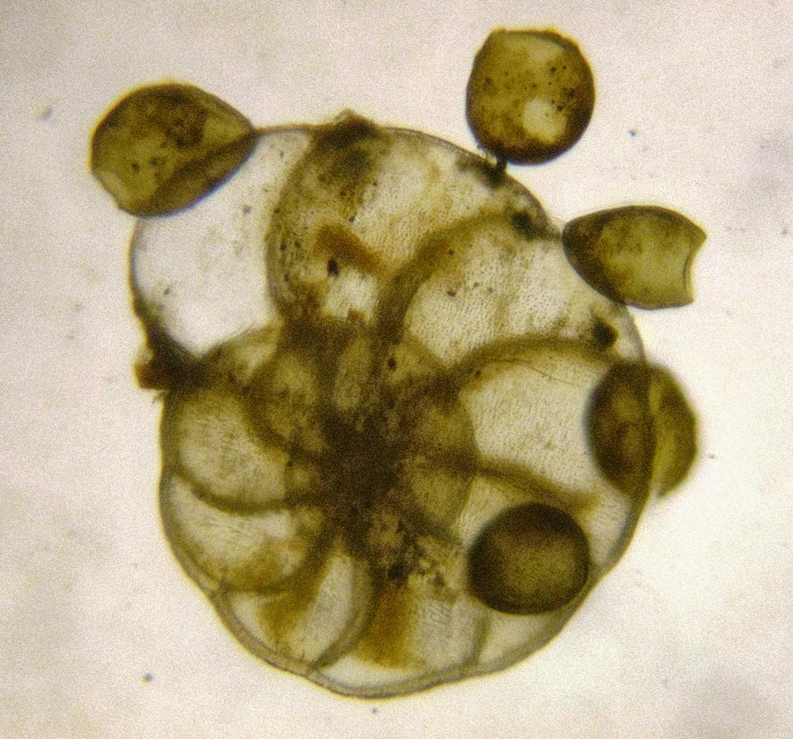 Recent British Foraminifera of The Channel