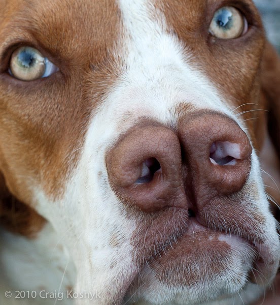 Pointing Dog Blog: The Turkish Pointer's Spanish Connection: Updated