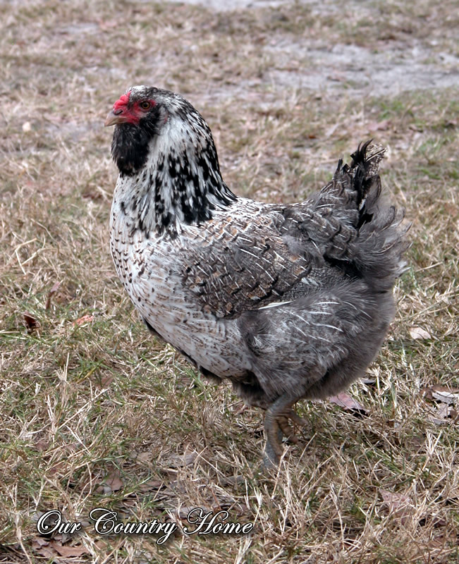 *Our Country Home...: Random Chicken Post
