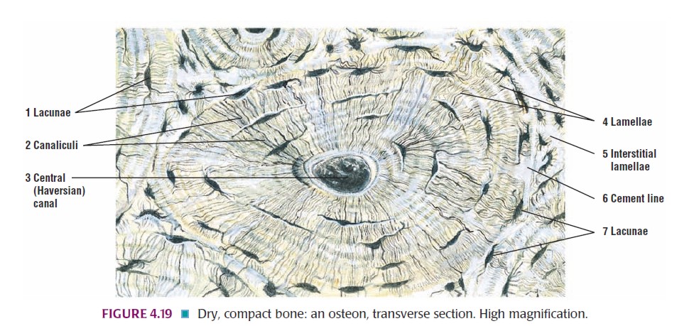 Histologi:Jaringan Tulang dan Kartilago | BlogK Putih