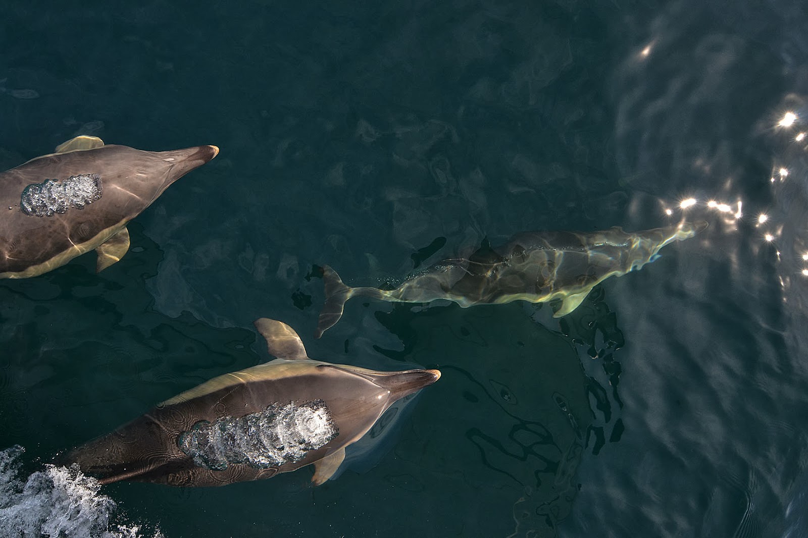 Seabirds Galicia - Pelágicas (2011-2015): 21/09/2013: ¡muy buena lista!