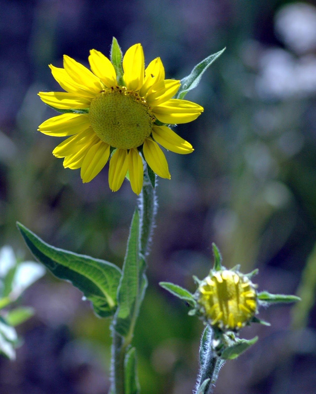 Flora and Fauna in the West: Wildflowers of Yellowstone and Grand Teton