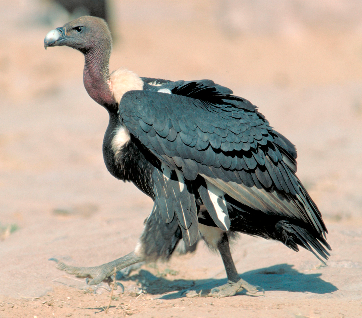 Four Asian Vulture Species on Highest Protection List - BankExamsToday