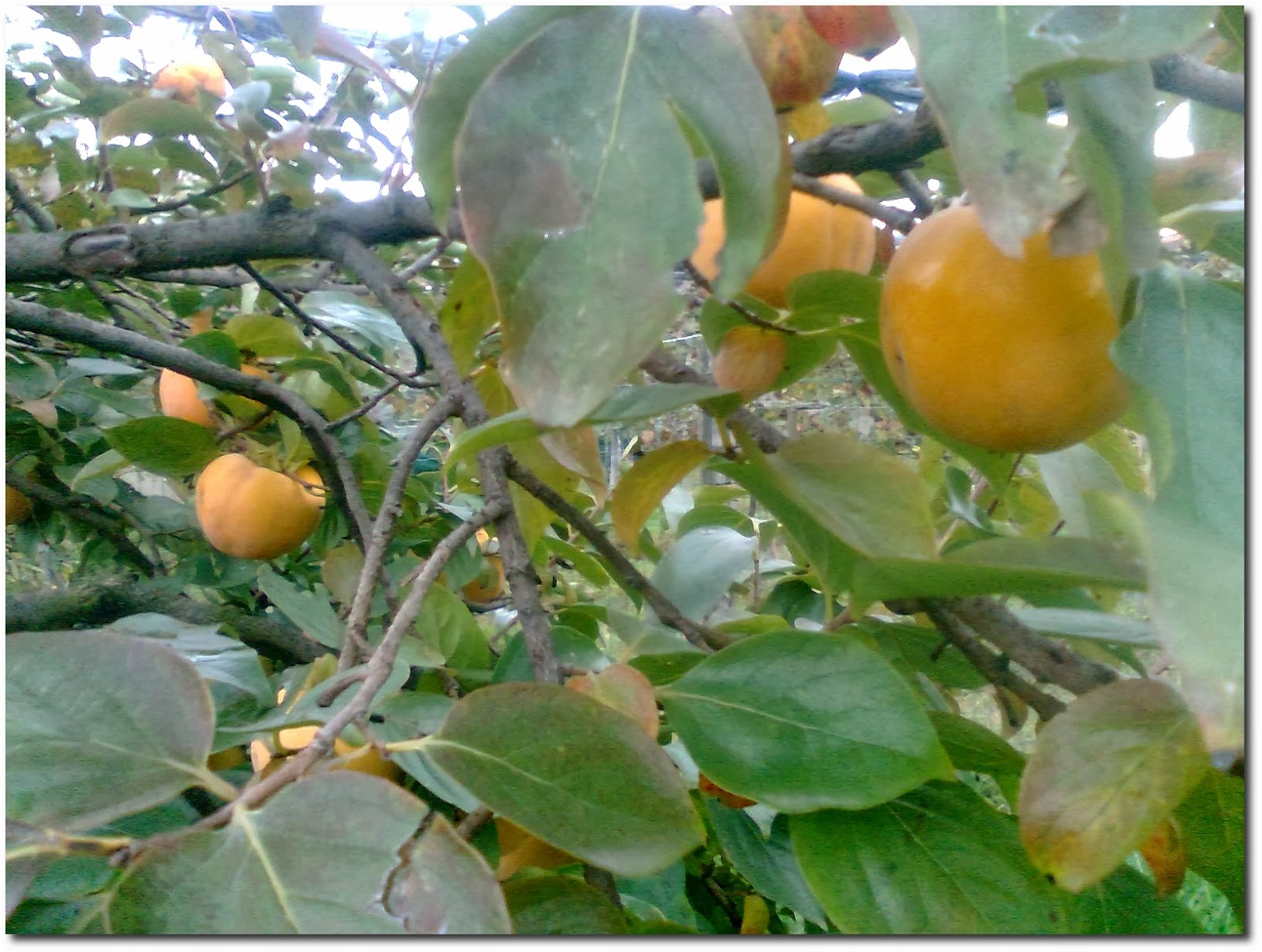 Frutta e Verdura dal Campo: 2013