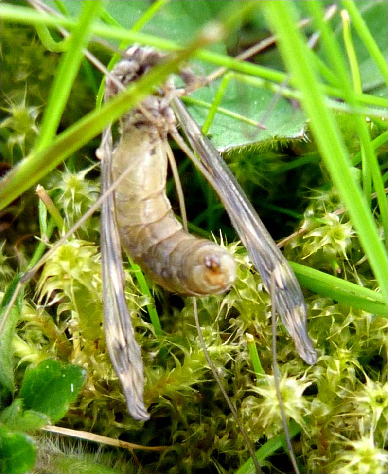 Insects of Scotland: Craneflies