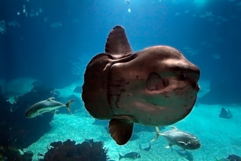 SuperSogra: O Gigantesco Peixe Lua