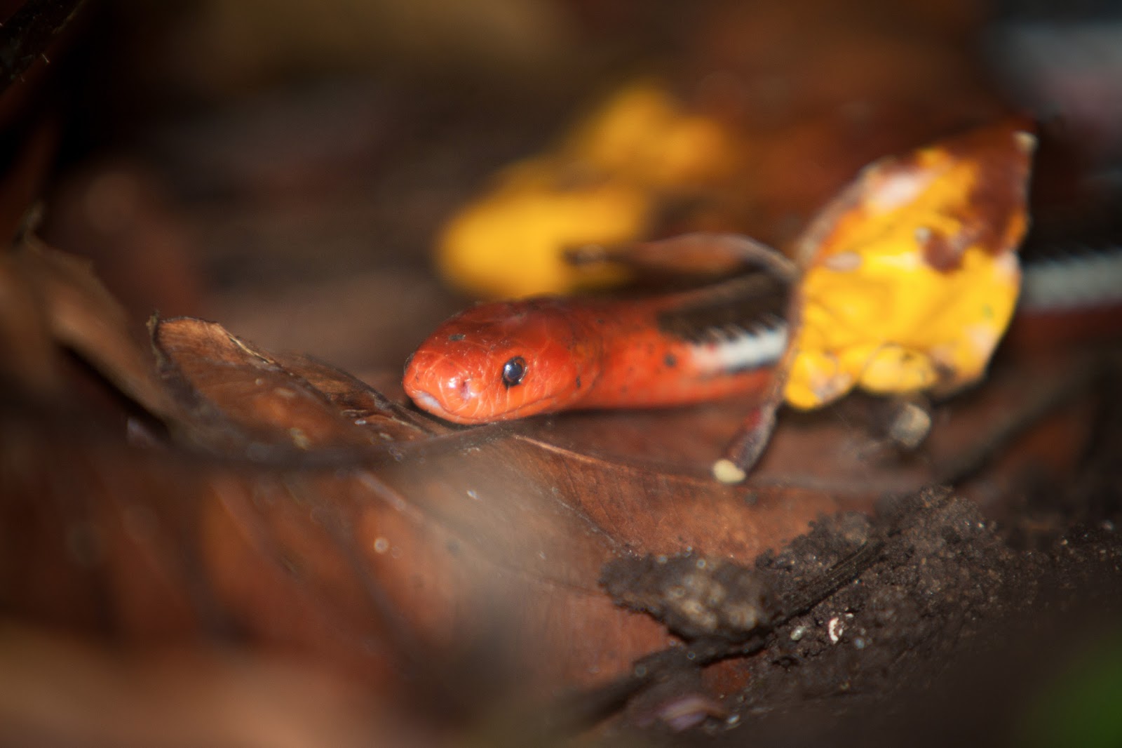 Sticky Rice Travel - Photostream: Snakes of Borneo
