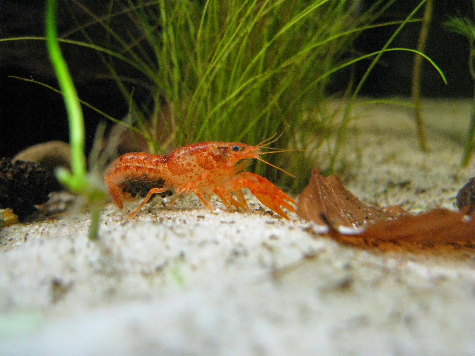 Artes de Pesca: CANGREJO DE RIÓ ACOCIL DE PÁTZCUARO