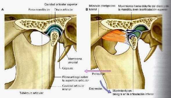 Orthodontics Team: MEMBRANA SINOVIAL DE ATM. MORFOLOGÍA FUNCIÓN Y ...