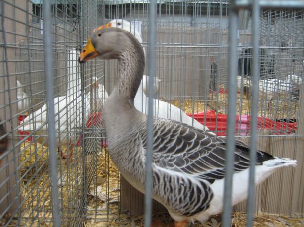 Breed Savers: Steinbacher Geese