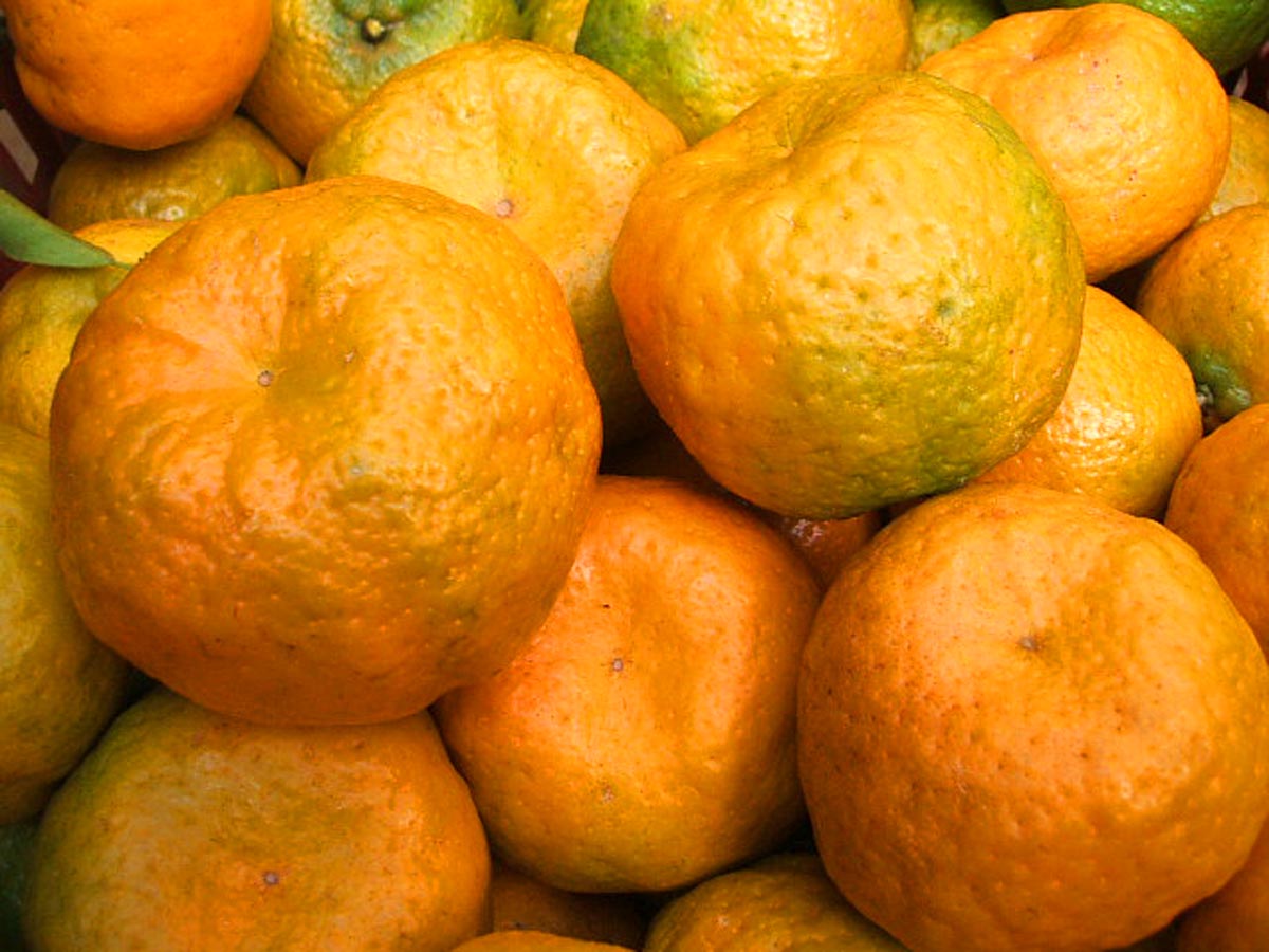 Terê Total -Teresópolis RJ: Festival da Tangerina Ponkan 2011 em ...