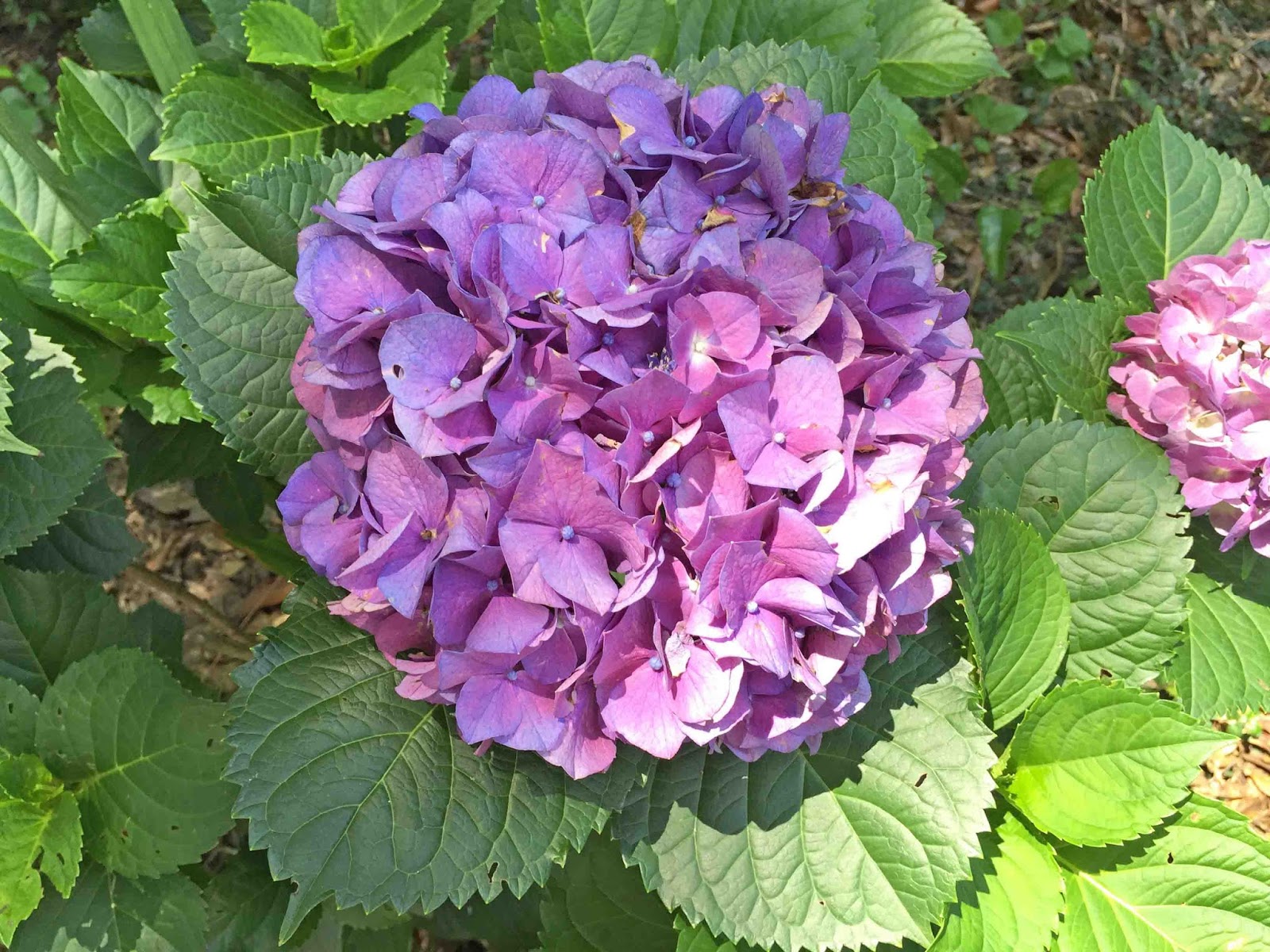 MARIETTE'S BACK TO BASICS: {Our 2016 Hydrangeas}