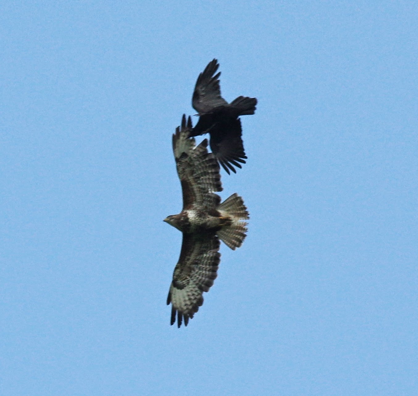 Bamber Bridge Birder