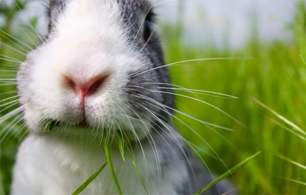 Lovers de Roedores: Coelhos