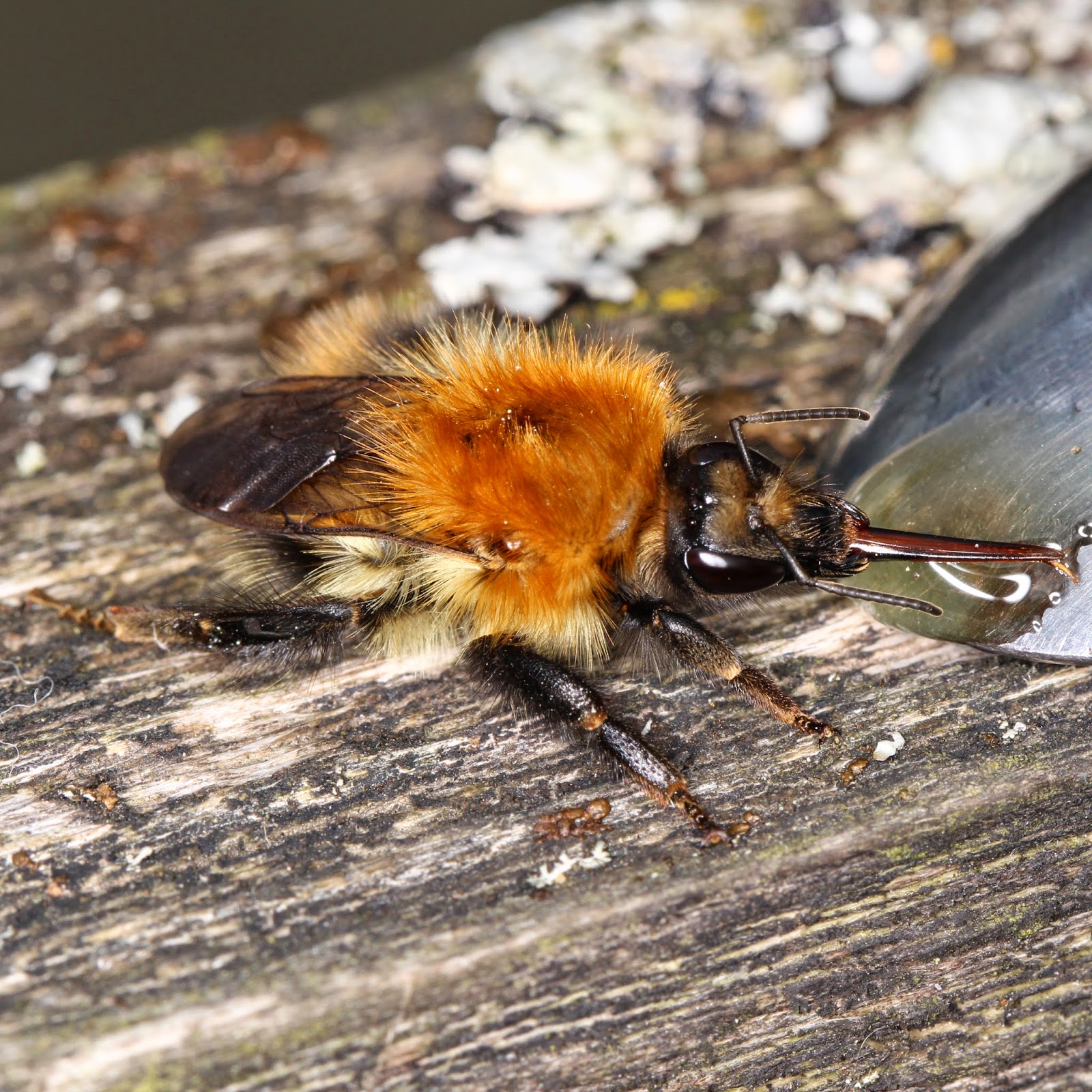 TrogTrogBlog: Common carder bee