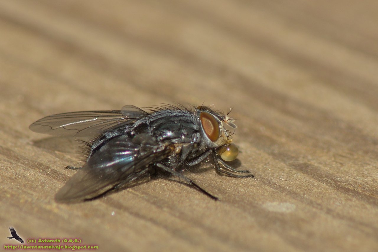 La Ventana Salvaje: El señor de las moscas