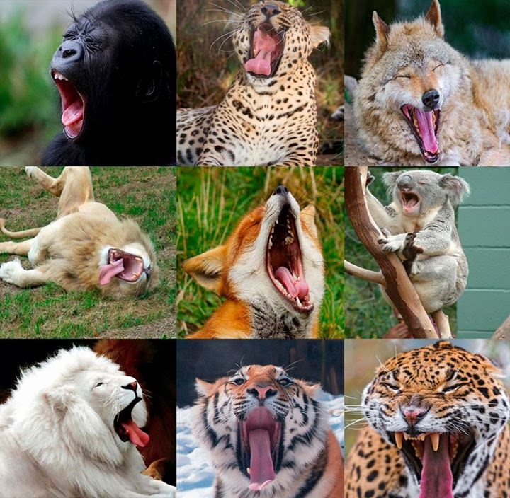 Biologia-Vida: Por que bocejamos? / Why do we yawn?