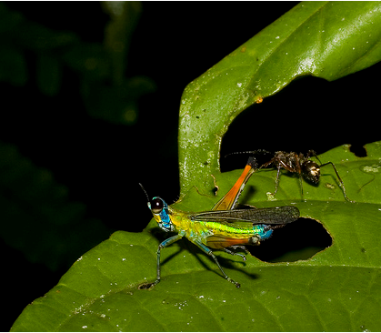 Dóér in die bosveld - fabels vir Afrika: Die mier en die sprinkaan