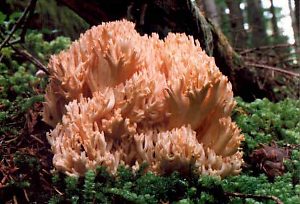 Bolets i Excursions: Peu de Rata