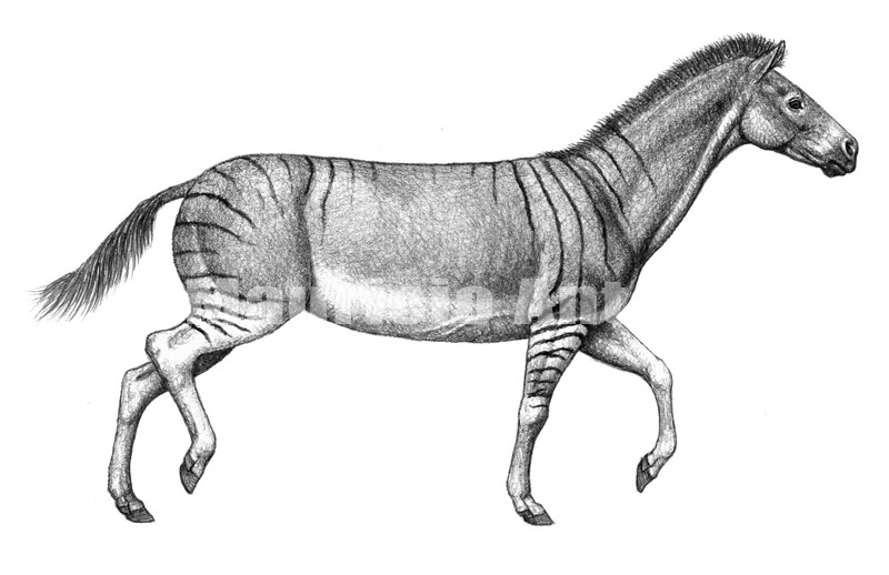 Escenarios prehistóricos: Anchitherium