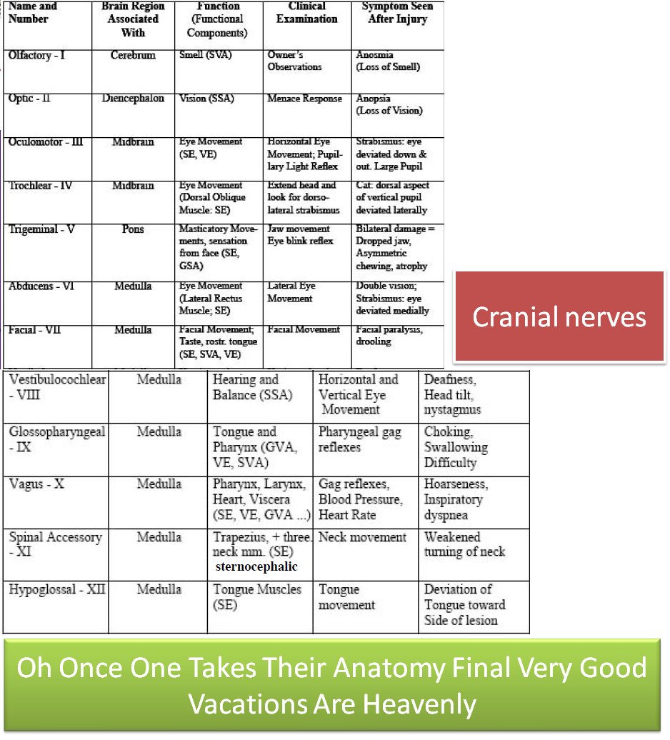 Medical Concept maps : Nervous system