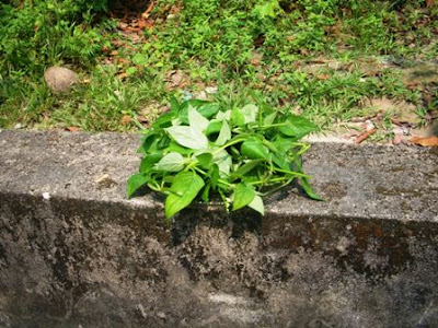 Saya Suka Arnab: MAKANAN ARNAB *DAUN ISRAEL
