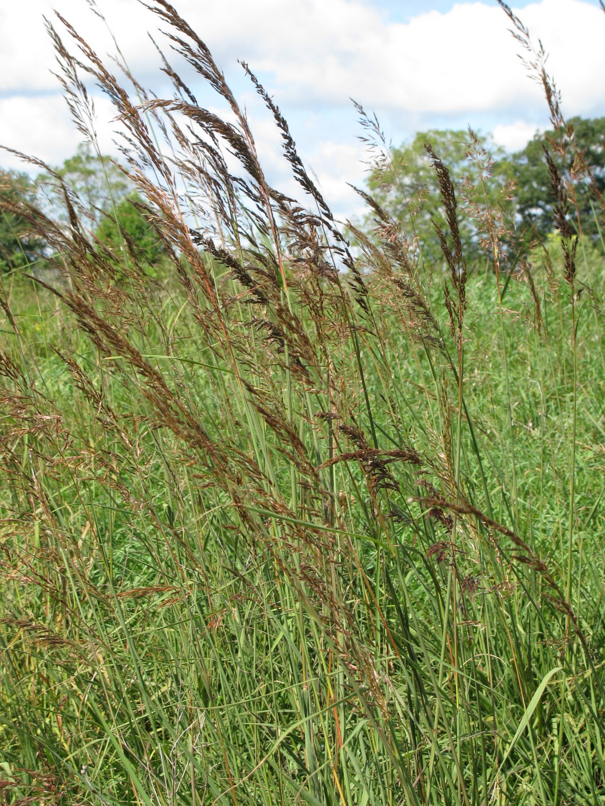 The Nature of Golf in Ann Arbor: Native grasses