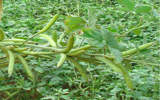 Guar gum is food Ingredients.