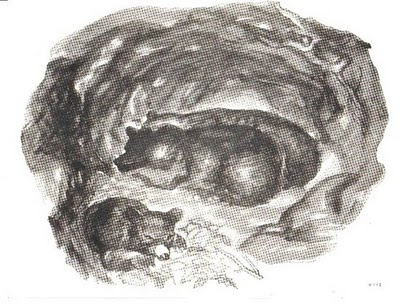 Descripción e Interpretación de Laminas CAT-A