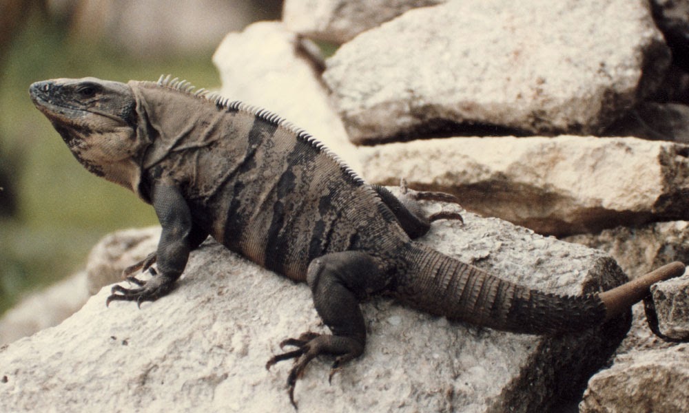 Iguana rayada (Ctenosaura similis)