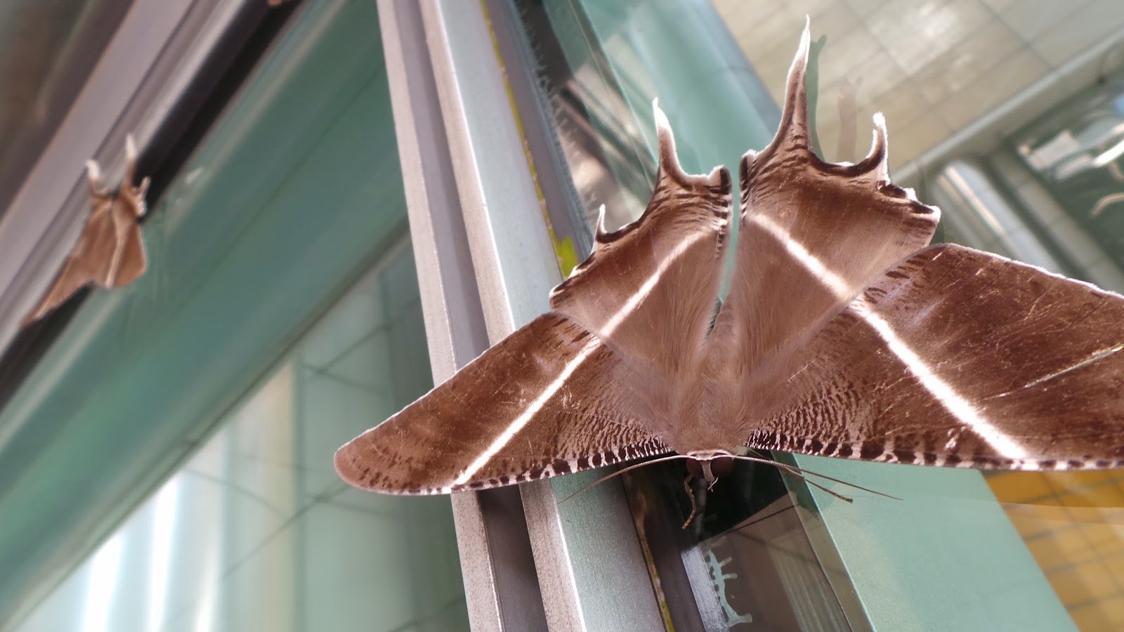 Creating Wonder - the Petrosains Blog: Rama-rama besar datang lagi!