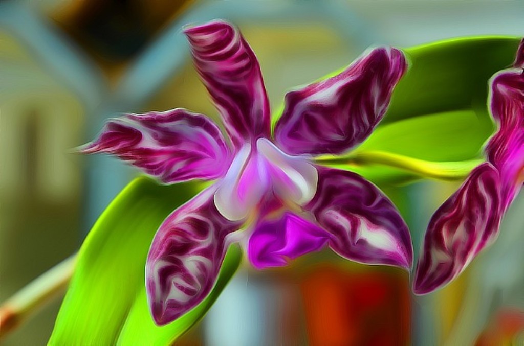 ps-pictureshop: Orchideen, orgideë, orchids, Orhideje, Орхидеи