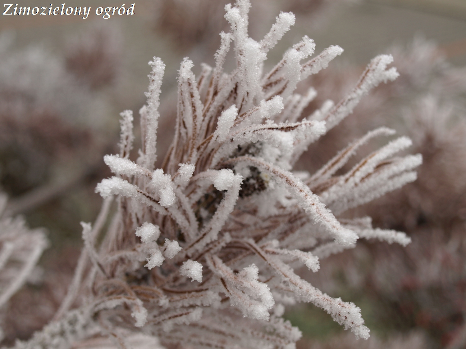 Zimozielony ogród: Szron czy szadź?