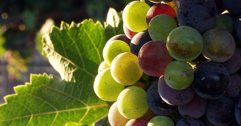 The Rad Trad: The Great Blight