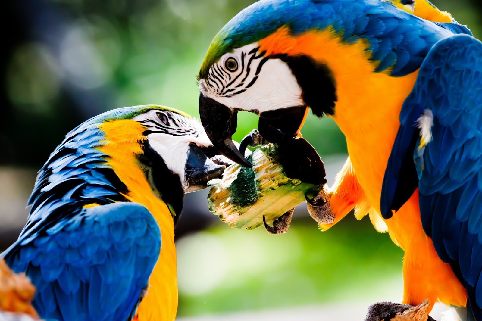 Macaw ~ Birds Biography