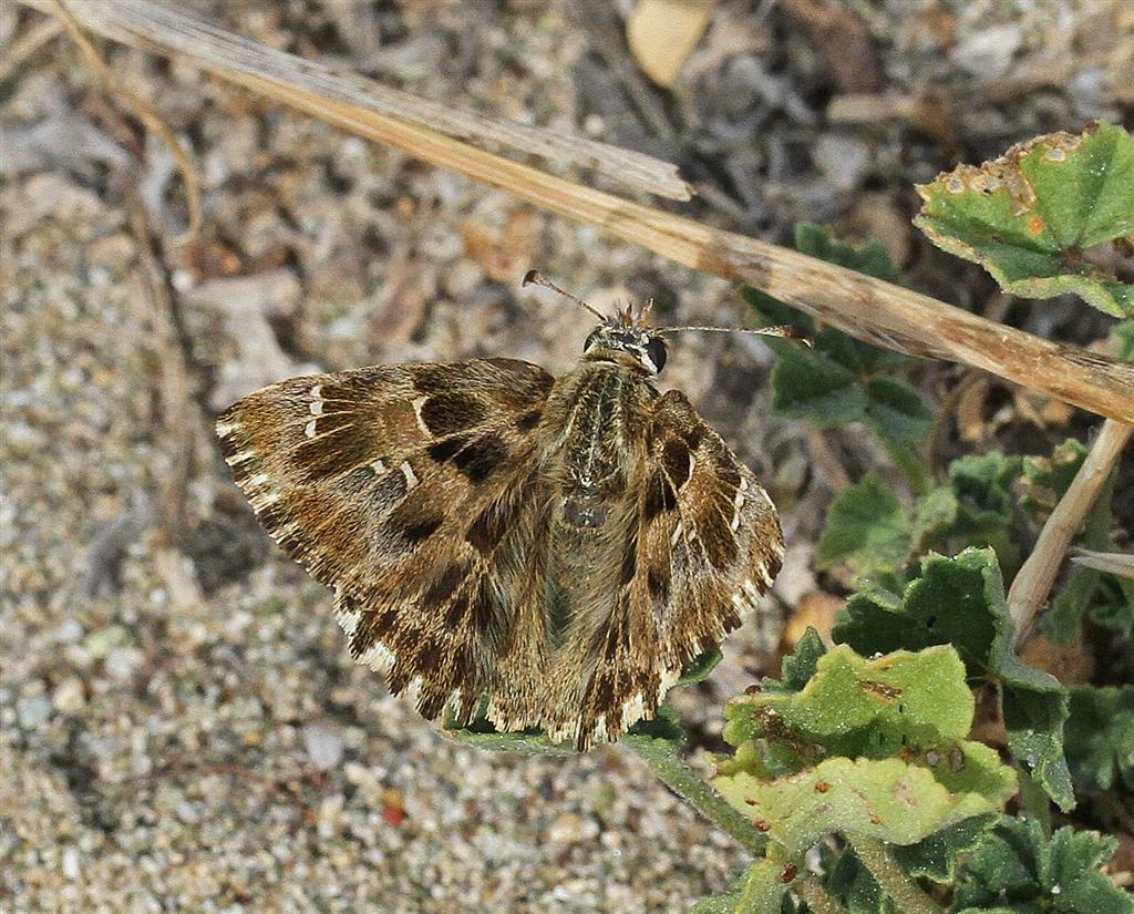 Michael Foley: Natural History ©: Cyprus butterflies - 2013
