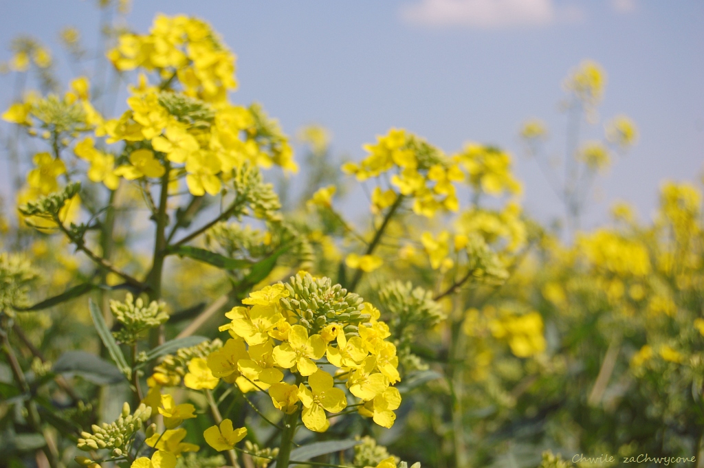 Chwile zaChwycone: Kwitnący rzepak