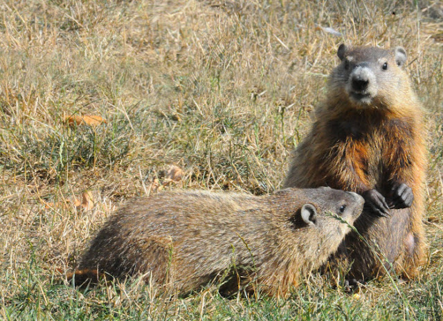 Groundhog | The Life of Animals