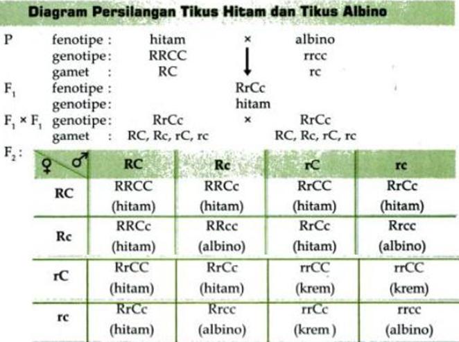 j'adore biology: Pewarisan Sifat