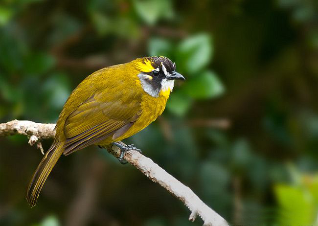 Kaha kondaya - TheYellow-Eared Bulbul (Pycnontus penicilatus)