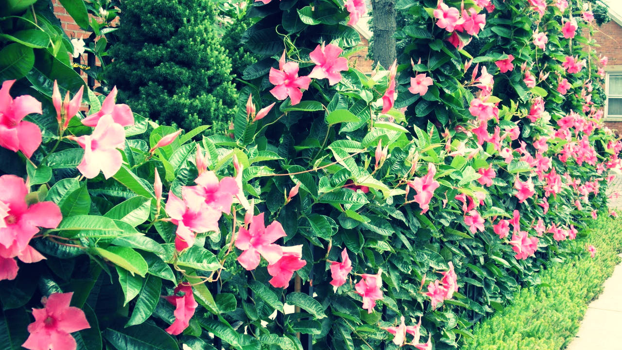 Cara Menanam Mandevilla, Tanaman Rambat Yang Berbunga Terus