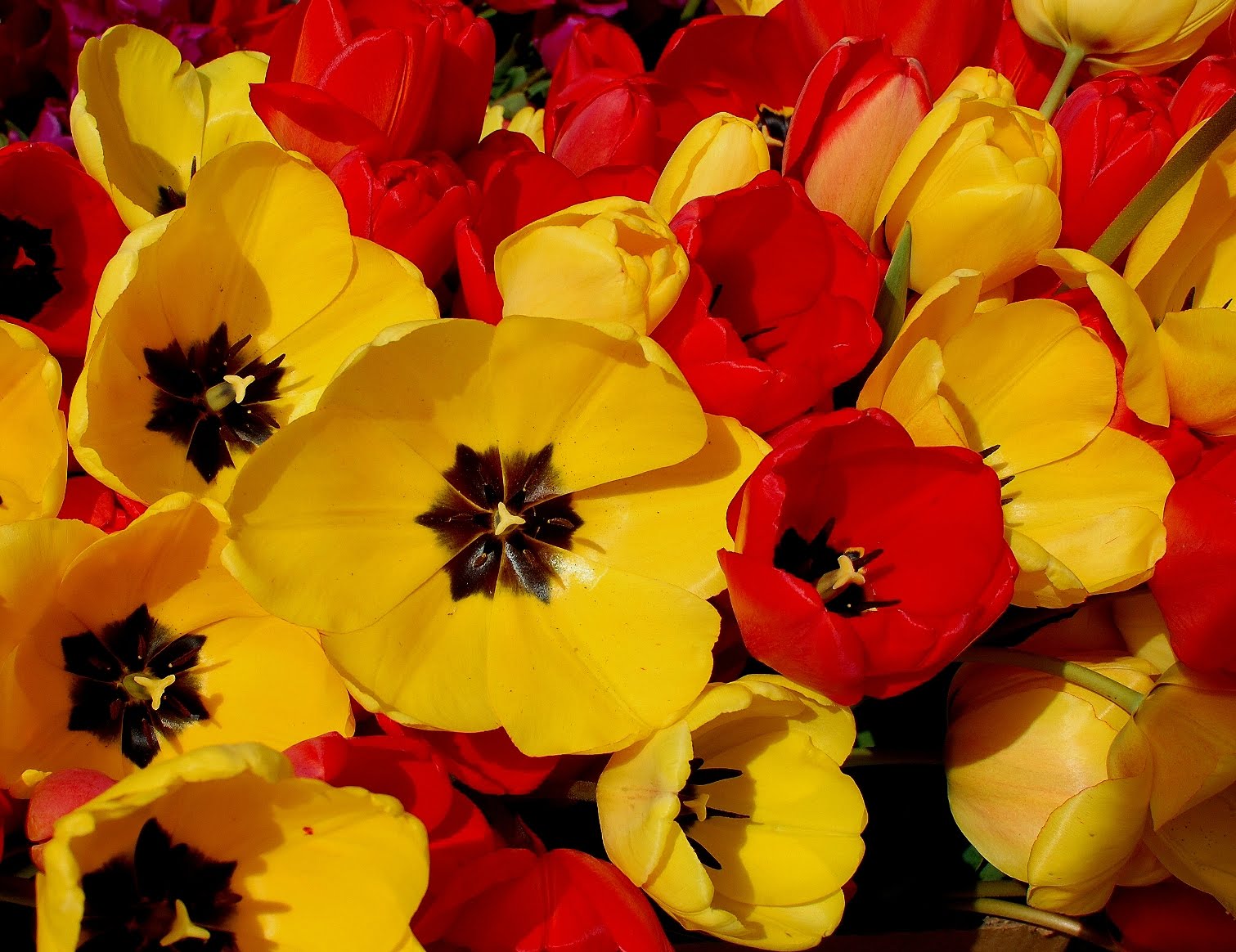 pasion4you: lalele lalele