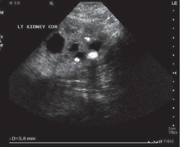 Urolithiasis Pada Hewan dan Penanganannya - Mydokterhewan