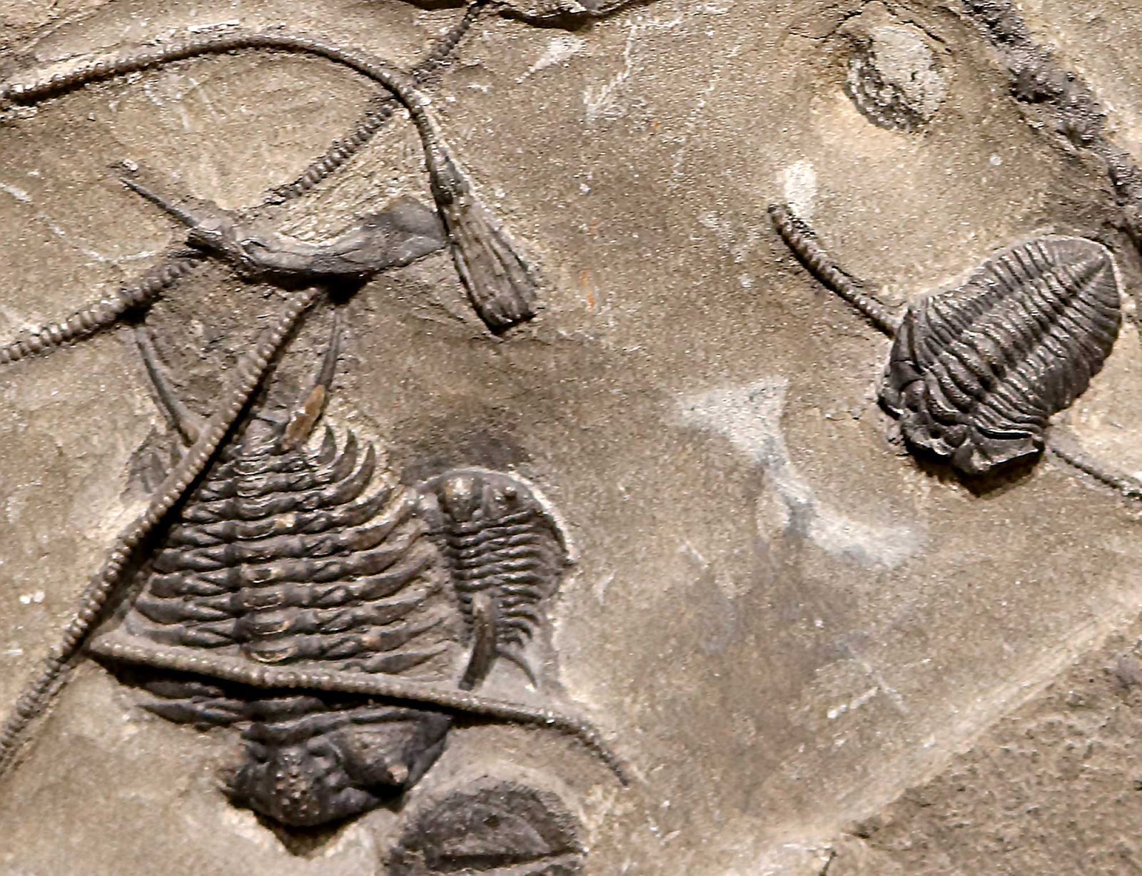 Louisville Fossils and Beyond: Ceraurus pleurexanthemus and ...