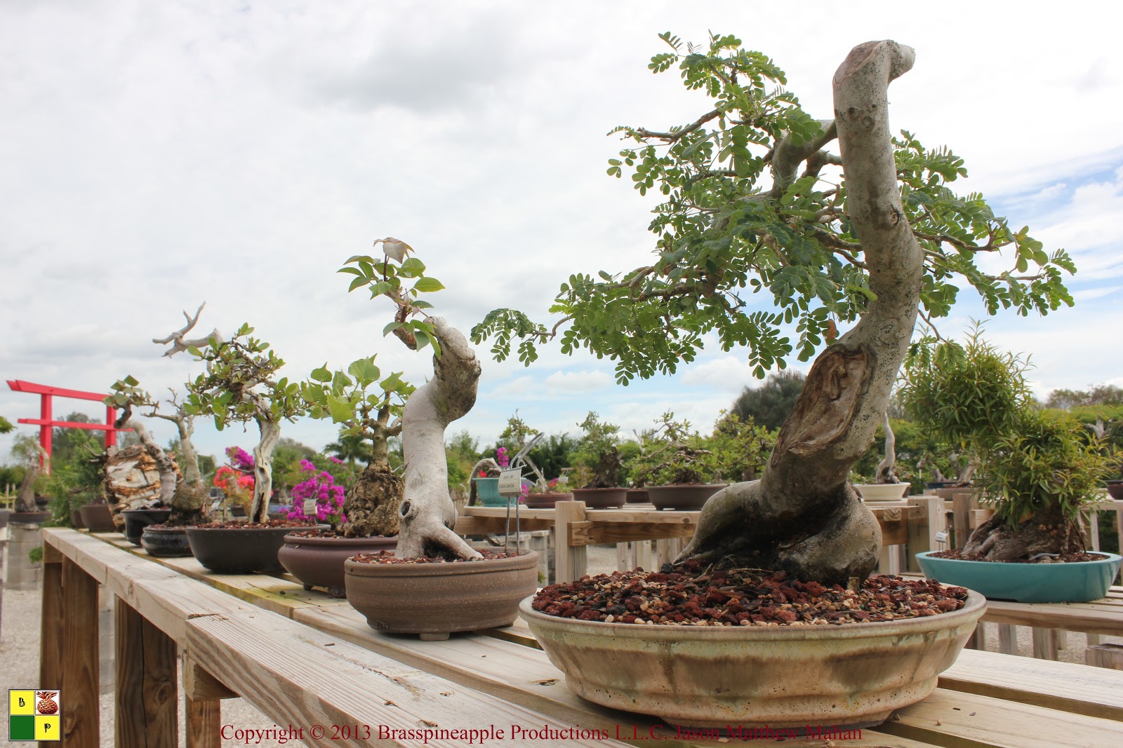 WIGERTS Bonsai Nursery