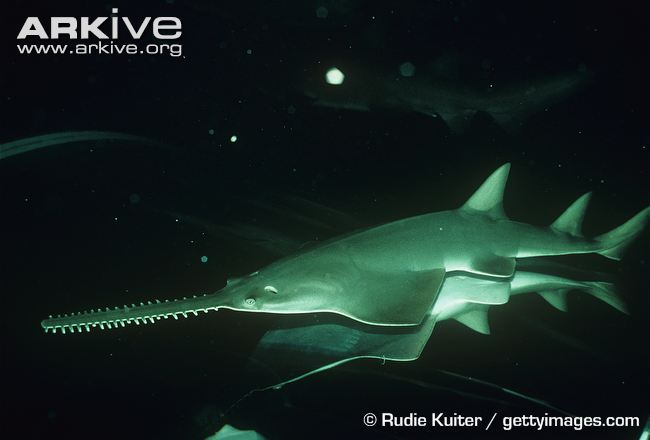 Rudie Hermann Kuiter, underwater photographer, taxonomist, and marine ...