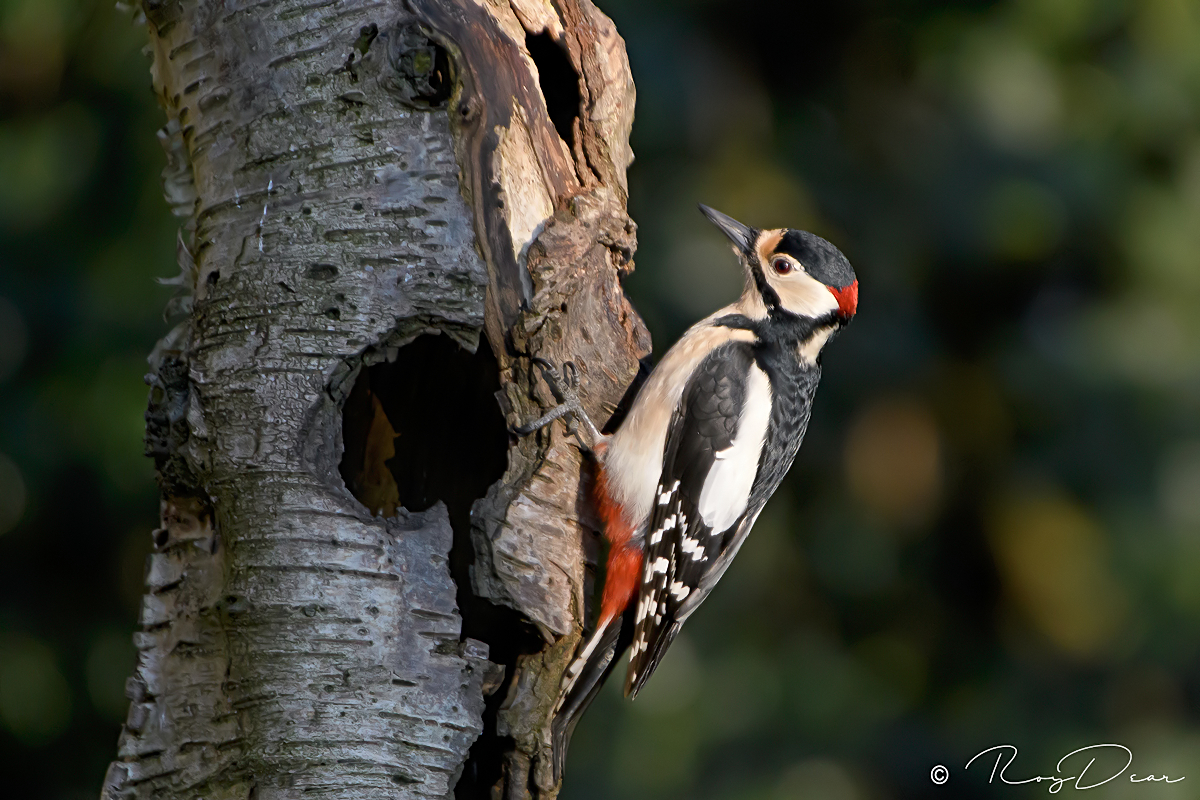 Foto's: Grote bonte specht
